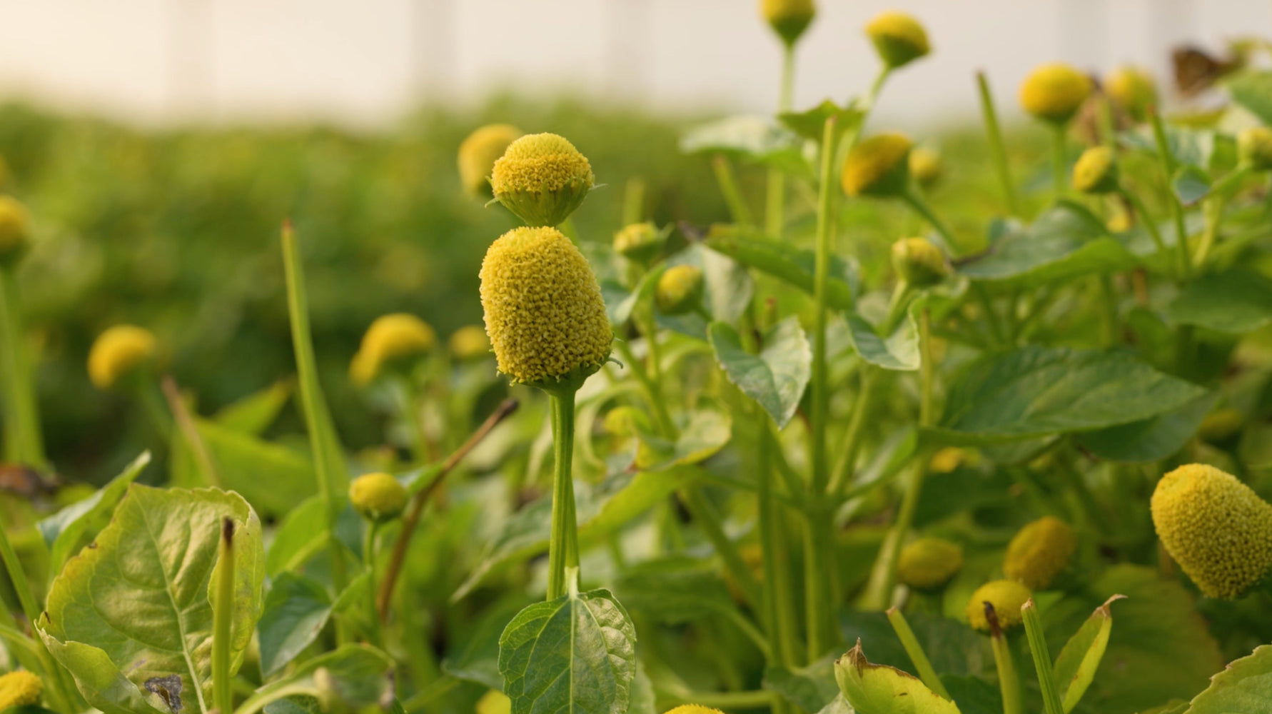 What Are Buzz Buttons? The Edible Flower That Makes Your Mouth Tingle ...